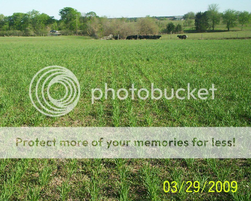 Rye/Clover/Oat mix on Native Pasture | CattleToday.com - Cattle, Cow ...